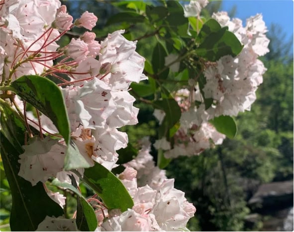 Flora and Fauna - Friends of Dupont Forest